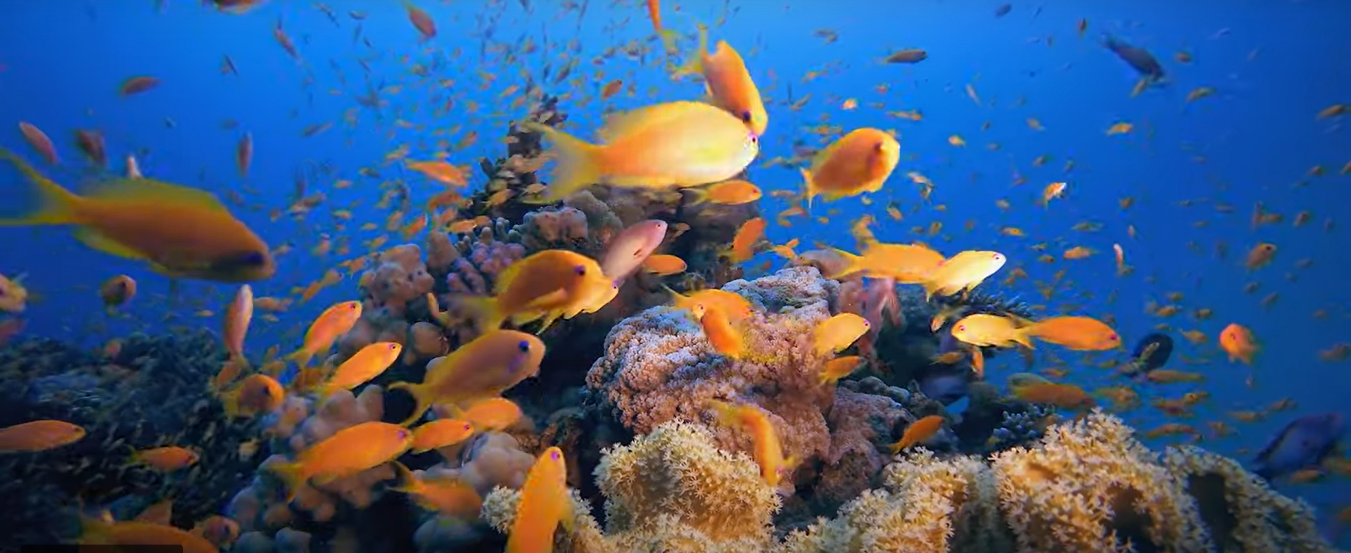 Meet the experts: ocean views from space - eo science for society